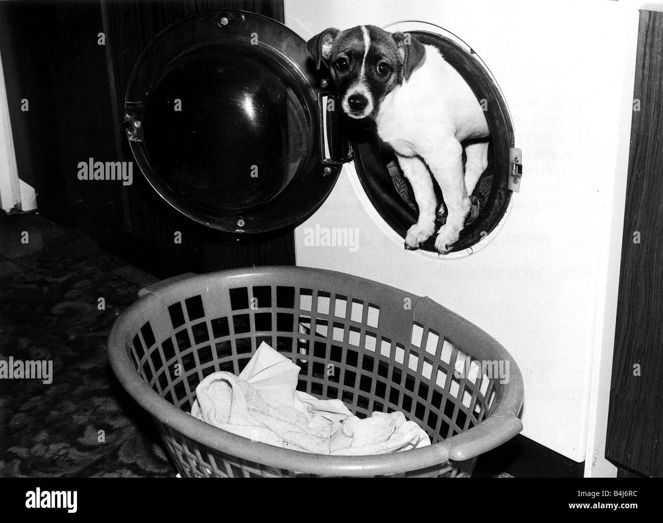 Load animals Black and White Stock Photos & Images - Alamy