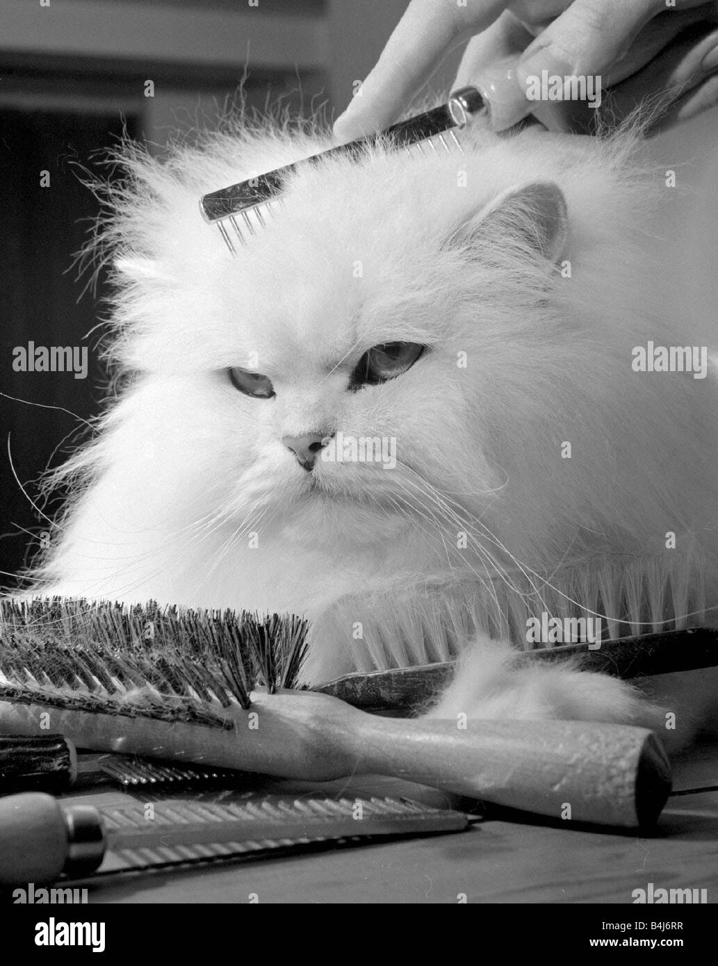 Tiger won The Champion of Champions at the National Cat show at Olympia ...