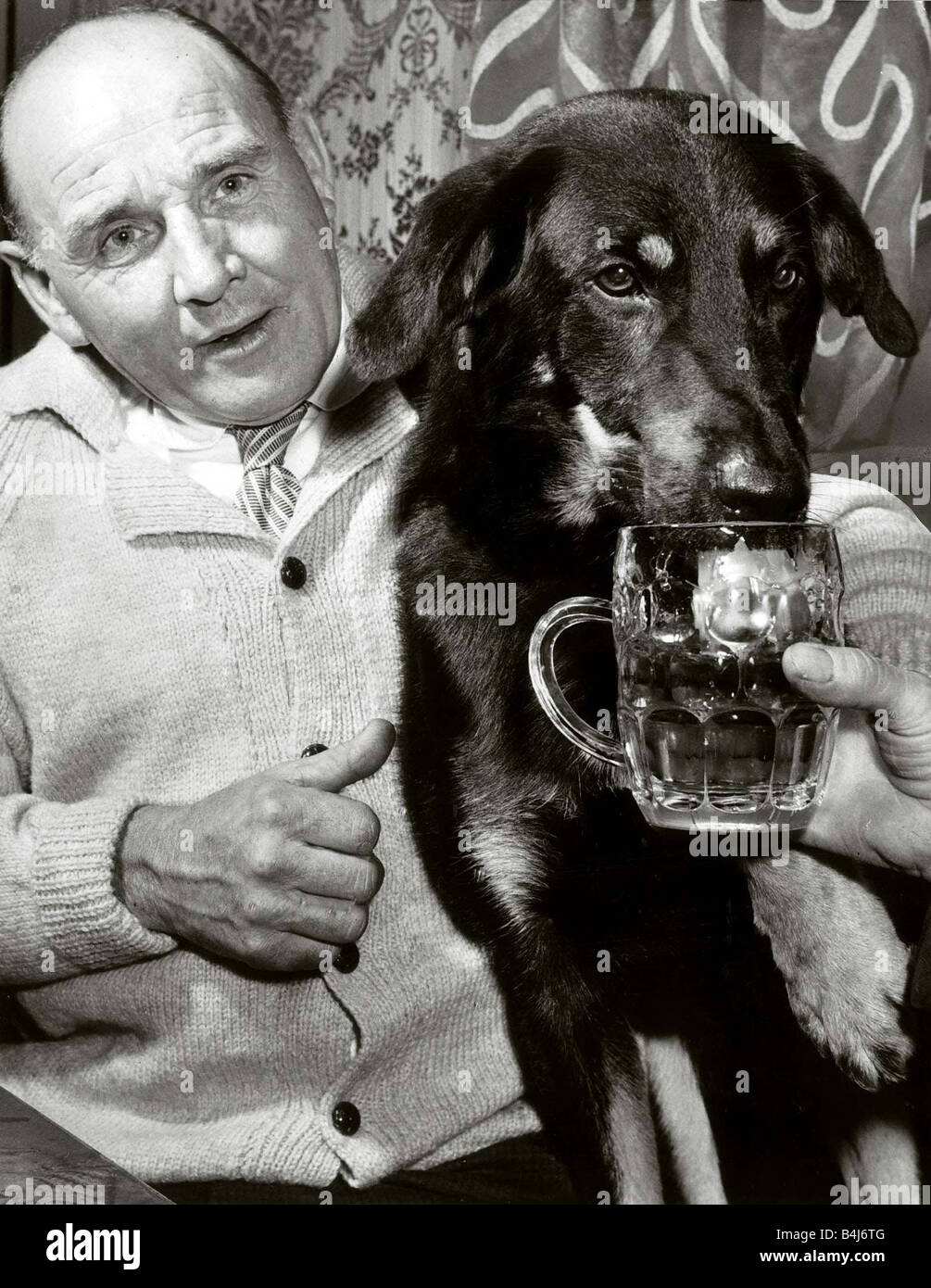 Cooper dog hi-res stock photography and images - Alamy