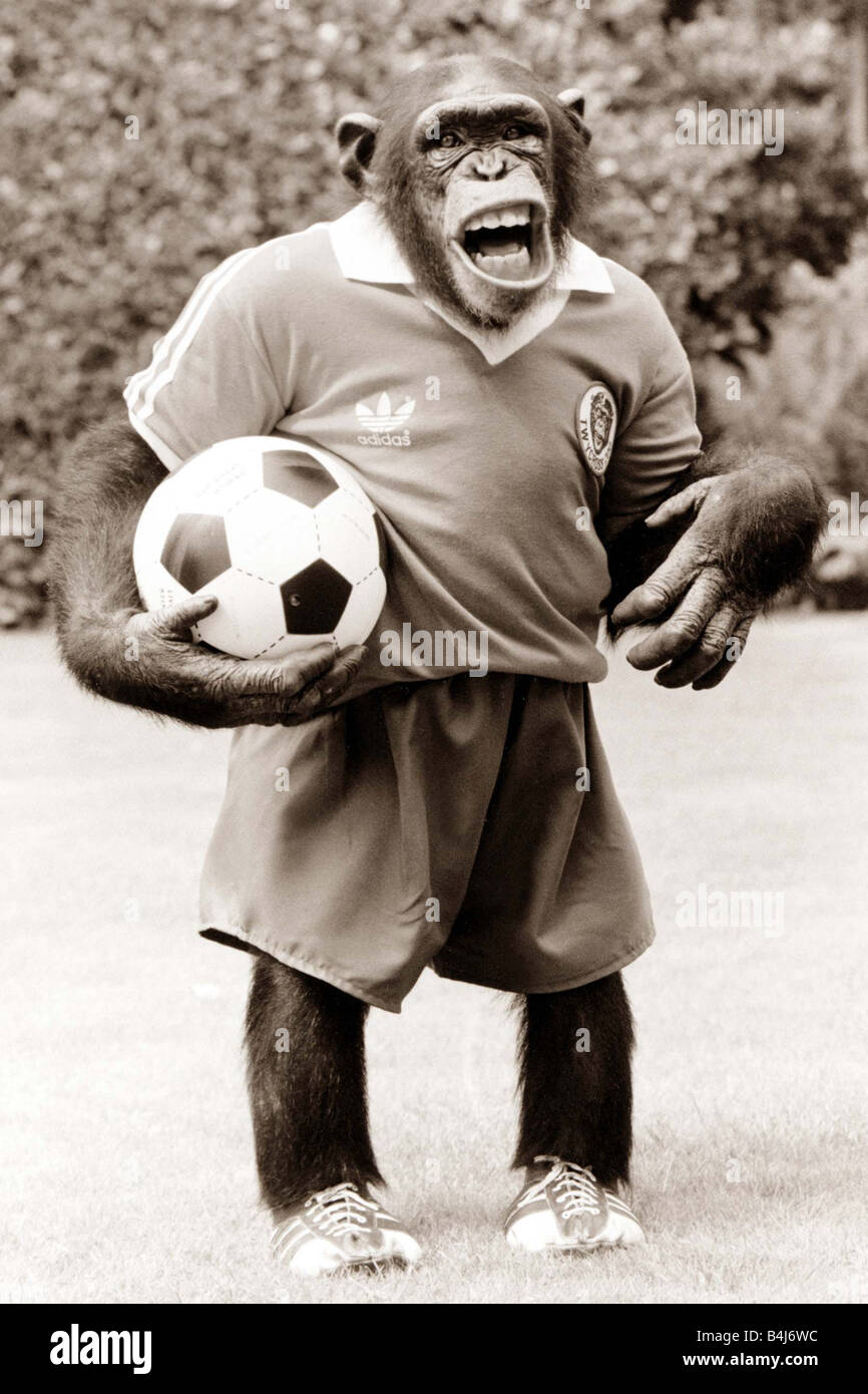 Charlie the chimp tries out as New England football coach Stock Photo ...