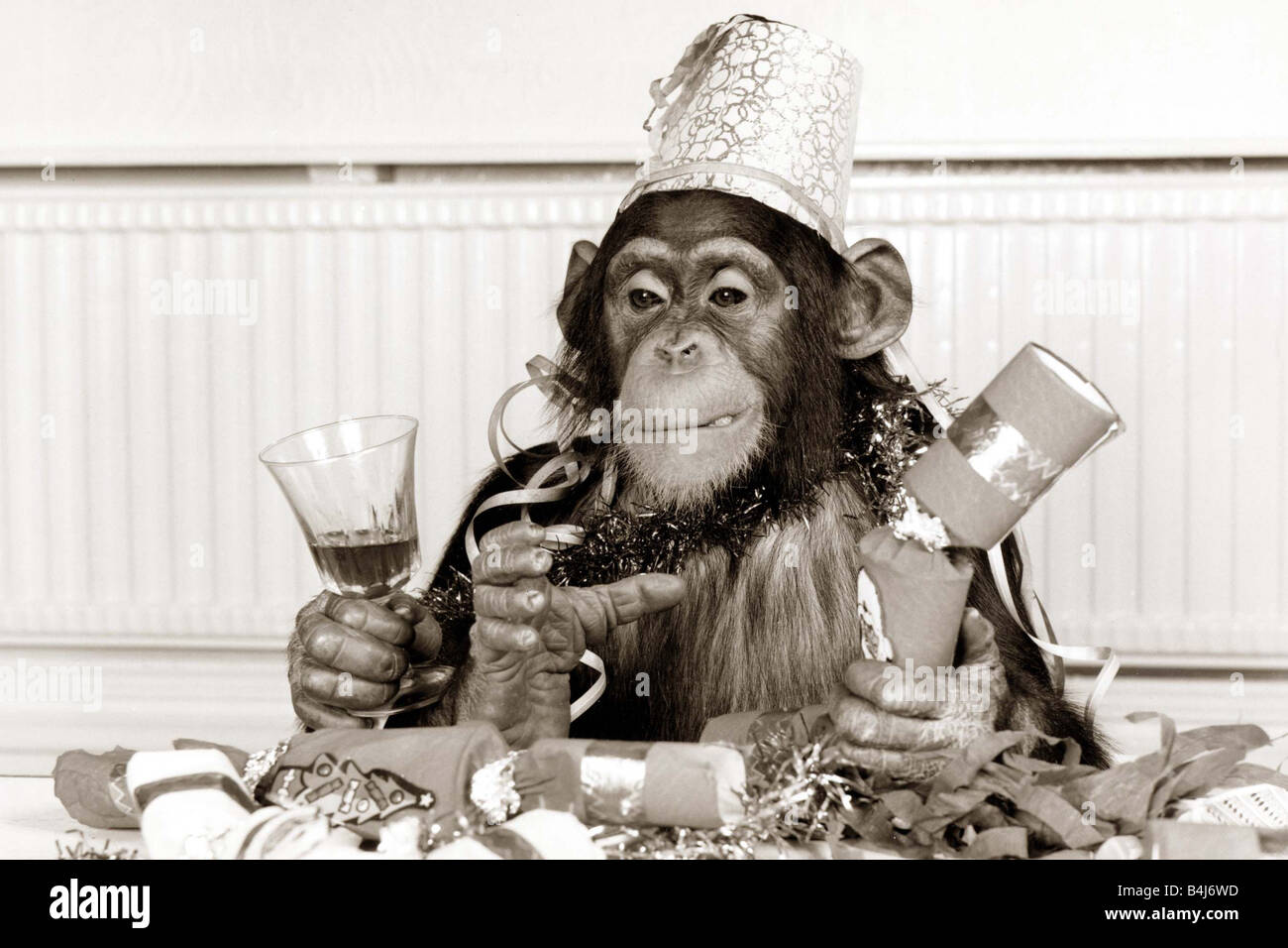 Monkey party hat hi-res stock photography and images - Alamy