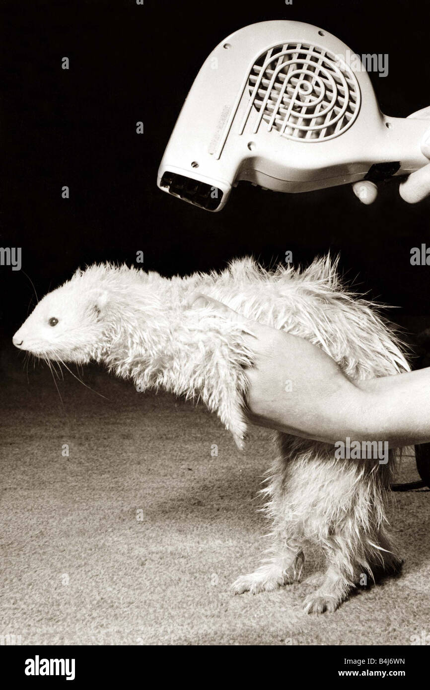 After having a bath a ferret has his coat blow dried with a hairdryer ...