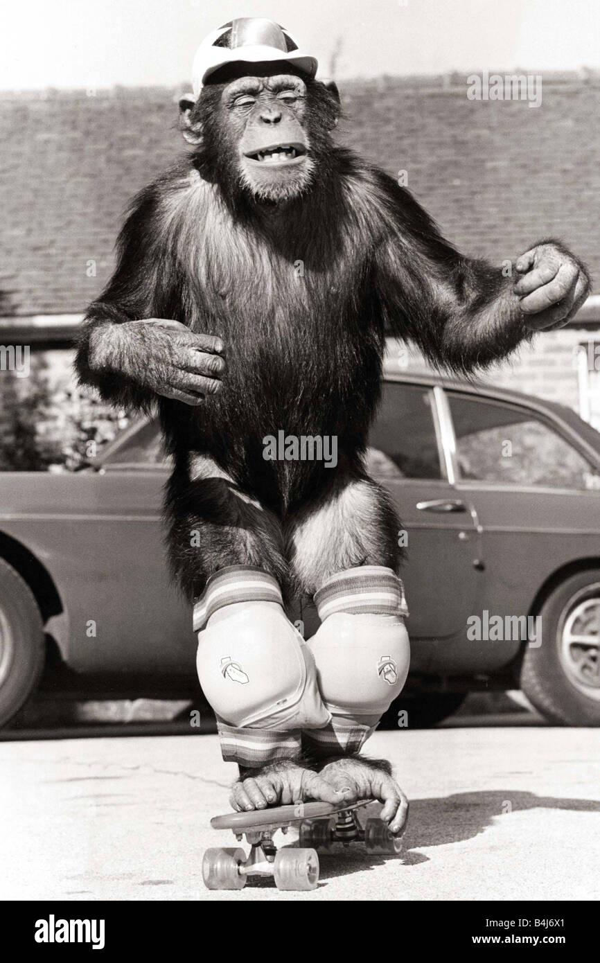 A chimpanzee shows off his skills on a skateboard circa 1980 Stock ...