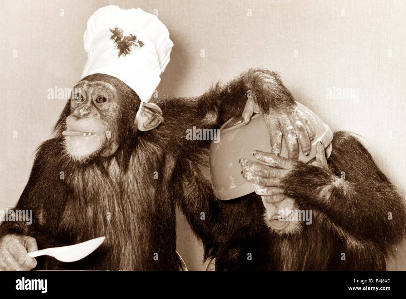 Didn hi-res stock photography and images - Alamy