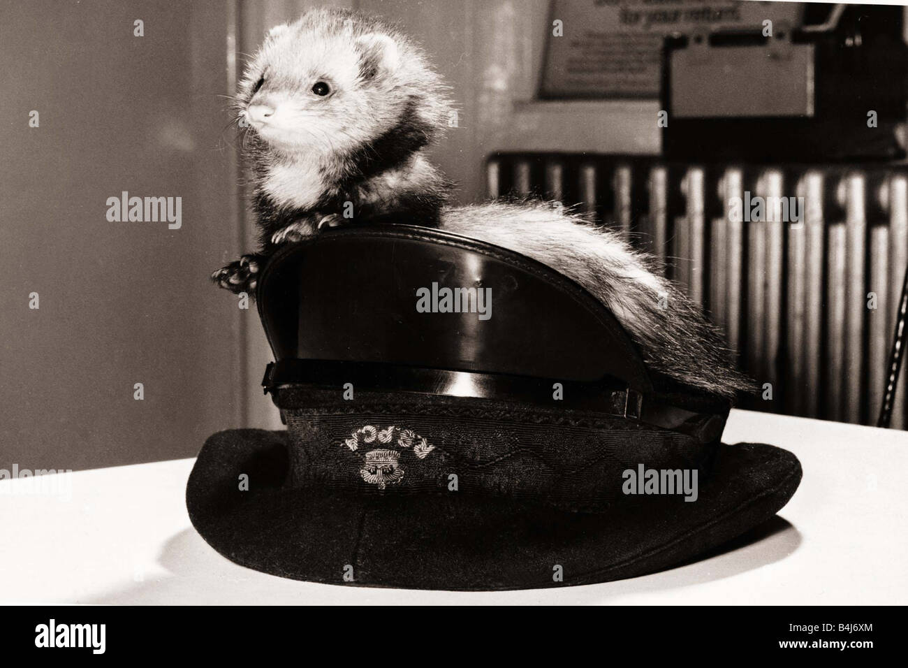 Rspca officer hi-res stock photography and images - Alamy