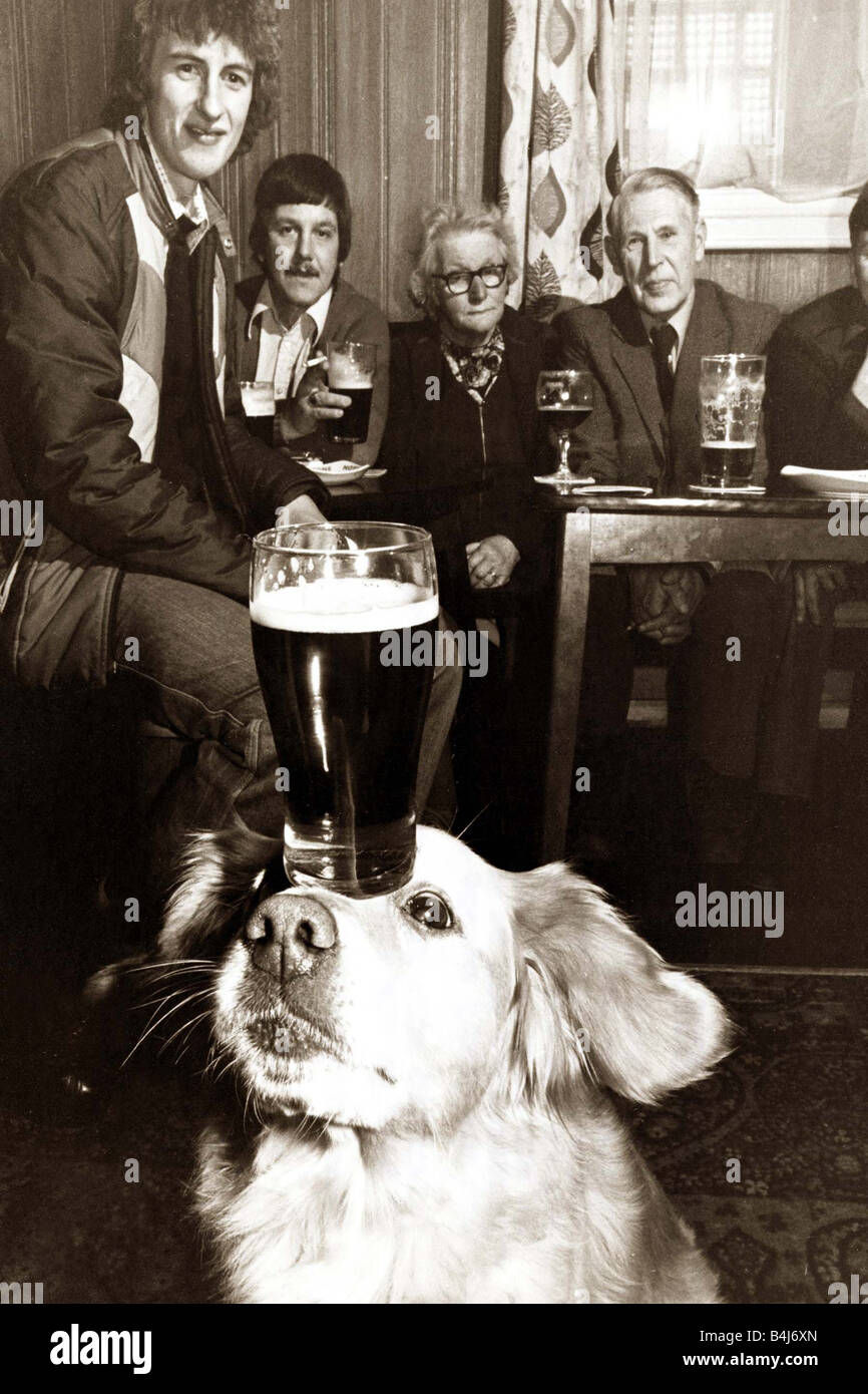 A labrador balances a pint of guinness on his forhead as other pub ...