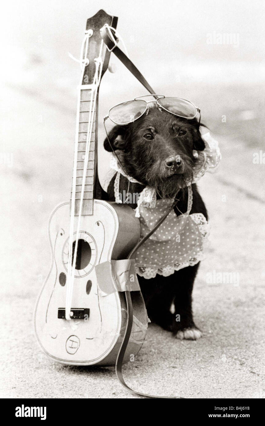 Musical Dog A Small black dog wearing clothes with a guitar around his ...