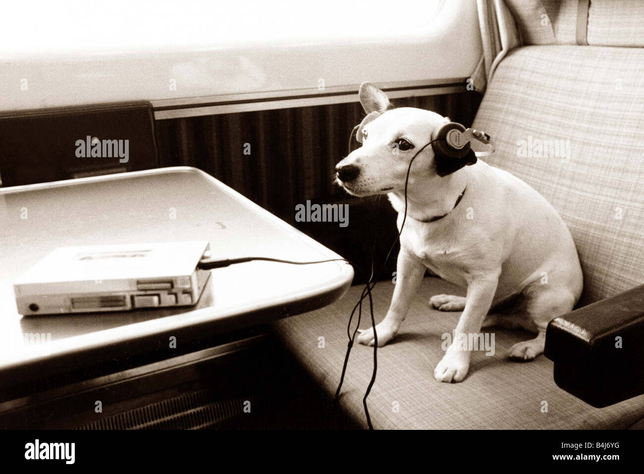 Dog listening to walkman radio on a train Stock Photo - Alamy
