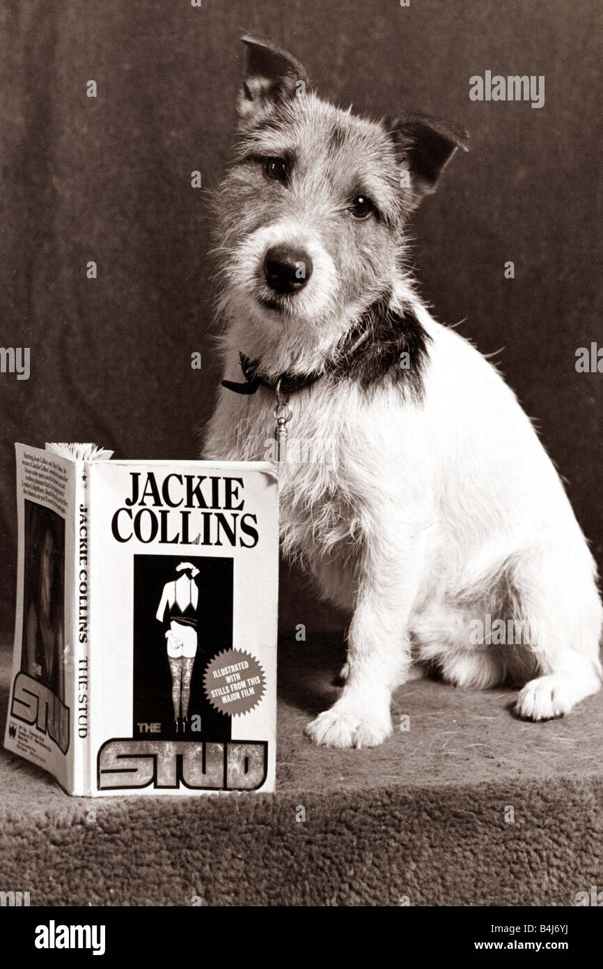 A Jack Russell Dog reading a Jackie Collins book looking confused Stock ...
