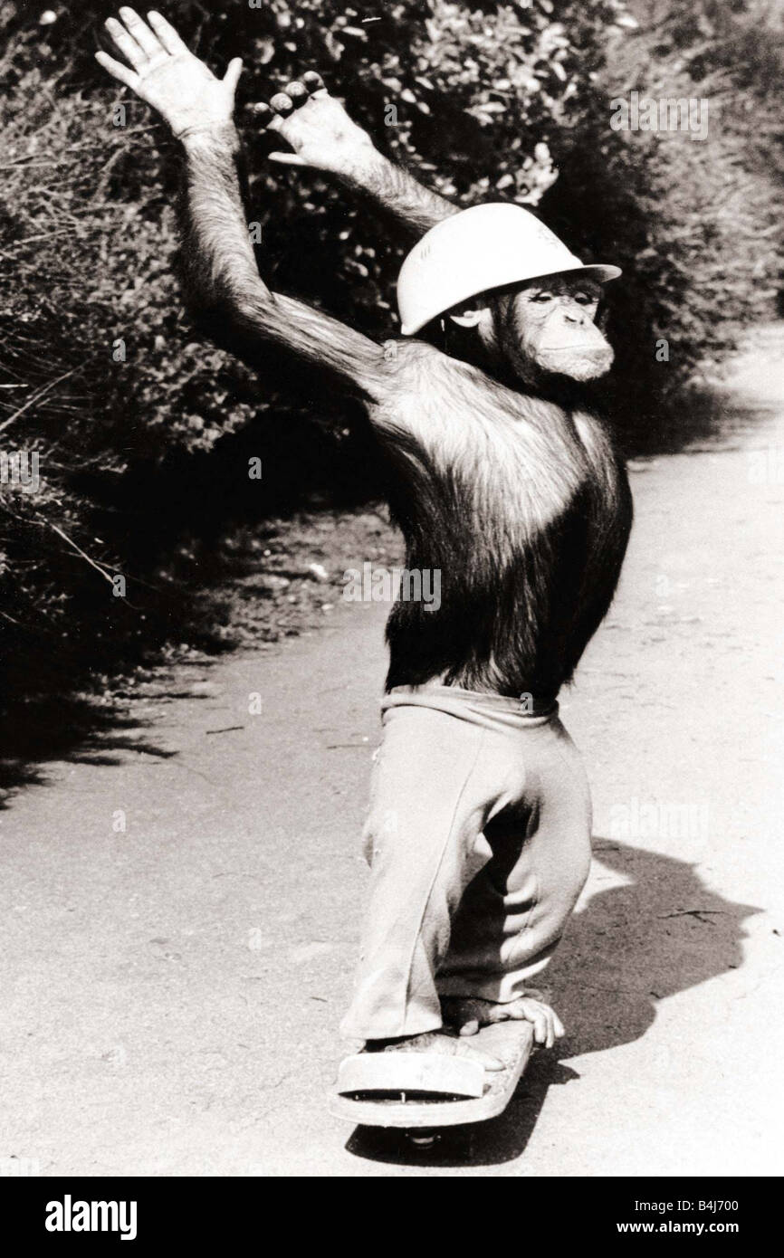 A Chimpanzee wearing a crash helmet riding on a skate board Stock Photo ...
