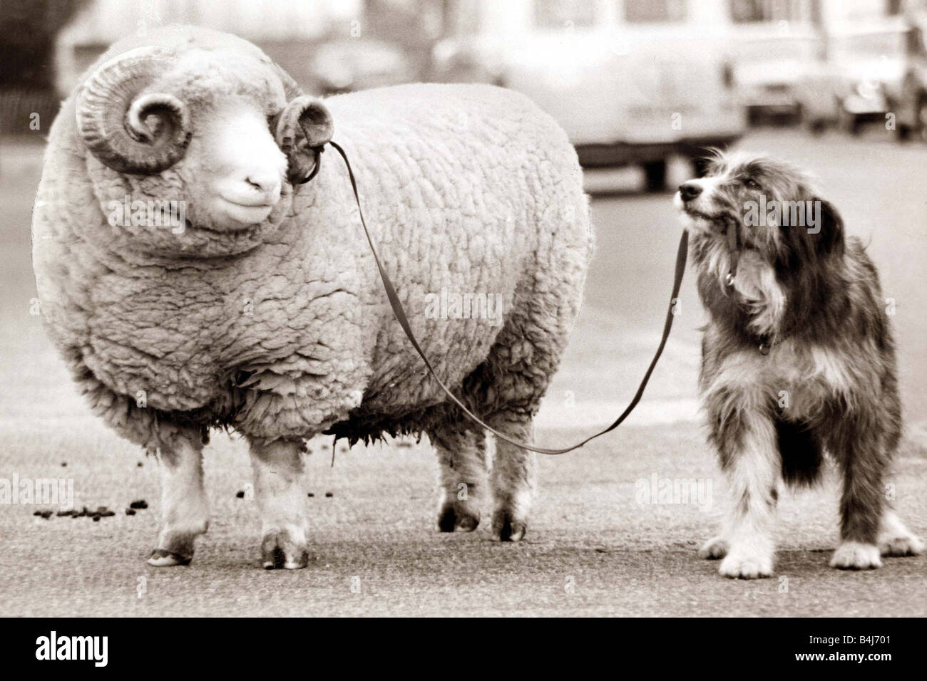 Dog taking a Ram for a walk on a lead Stock Photo - Alamy
