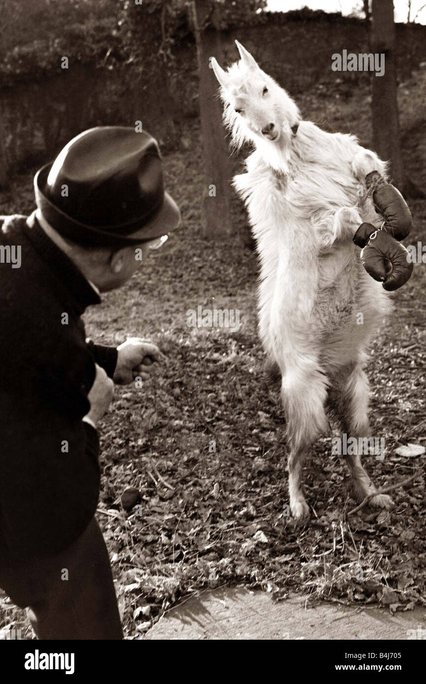 Boxing Dog wearing gloves and standing on his hind legs as a man looks ...