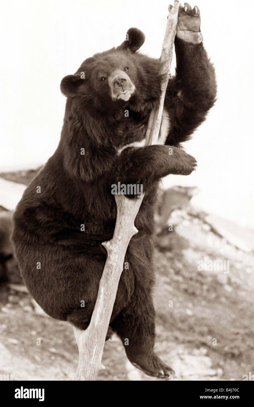 A bear climbs up a tree to get a better view of his surroundings in the ...