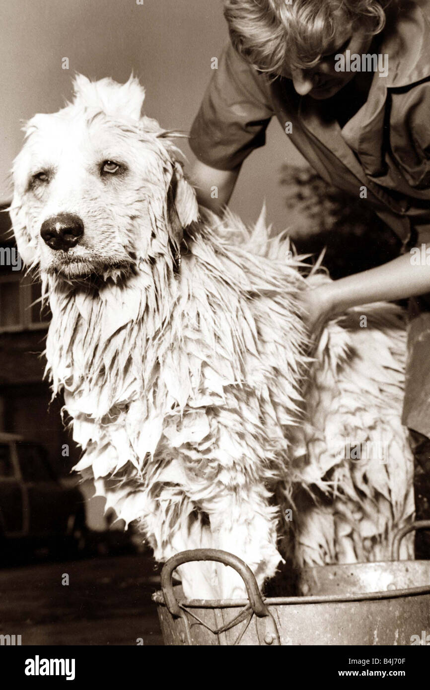 Unimpressed dog hi-res stock photography and images - Alamy