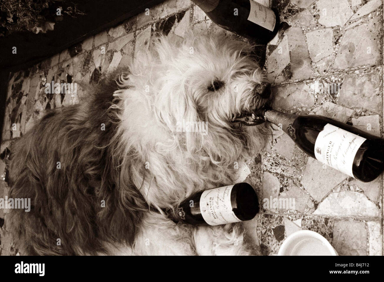 Overdoing it this old english sheepdog hits the bottle hard lying on ...