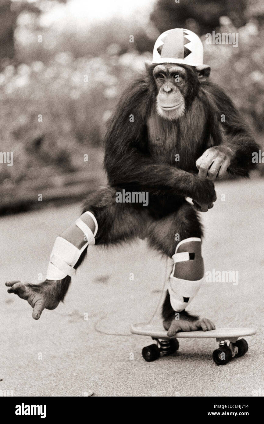 Chimp on a skateboard Stock Photo - Alamy