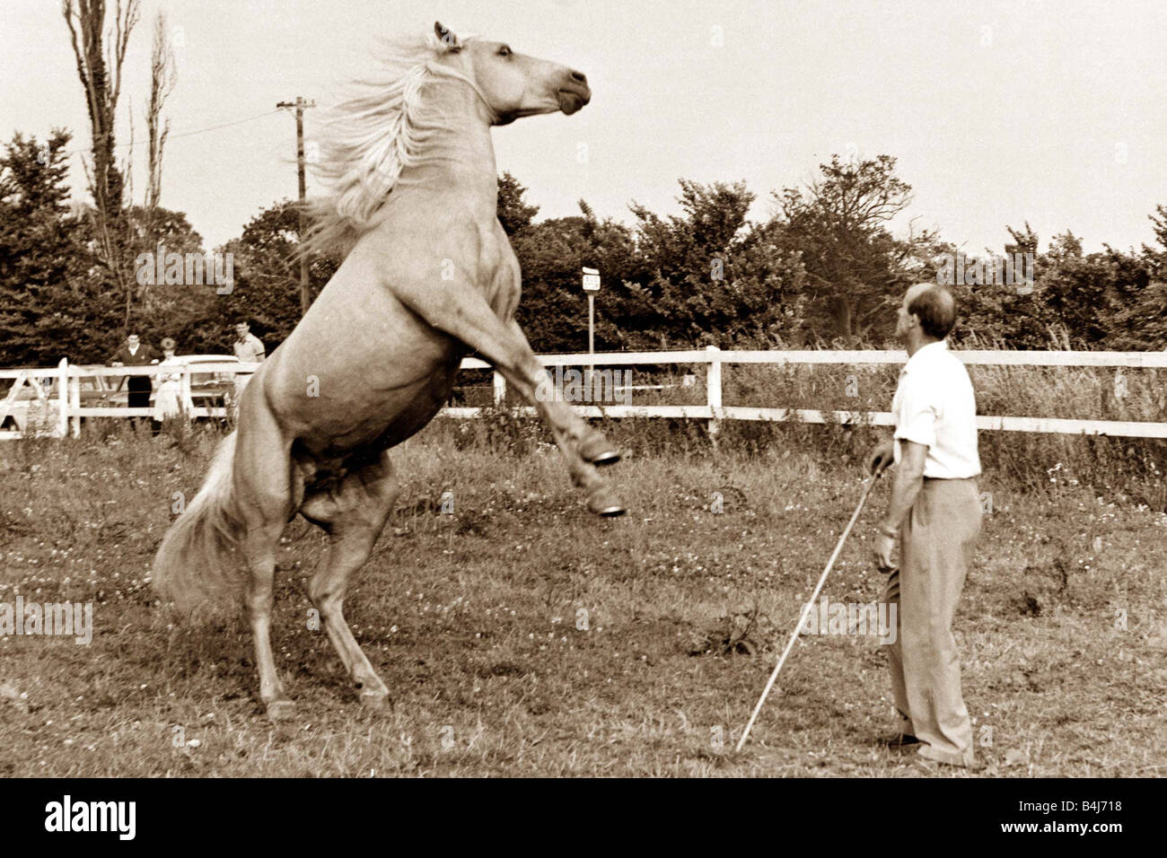 Horse on two legs hi-res stock photography and images - Alamy