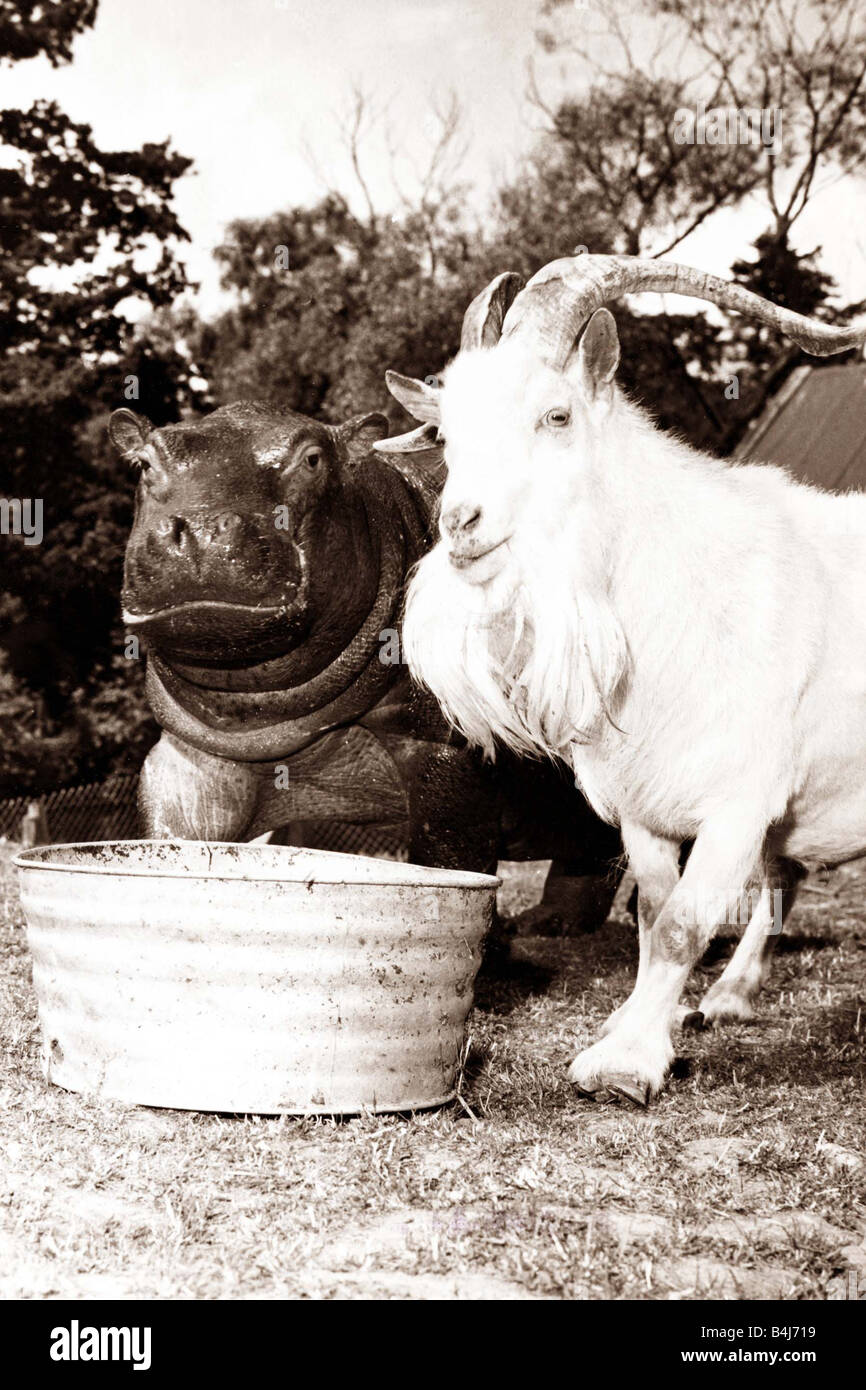 A baby hippo and a goat stand together Stock Photo - Alamy