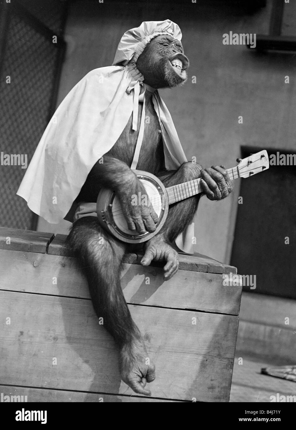 Chimpanzee In Zoo Black and White Stock Photos & Images - Alamy