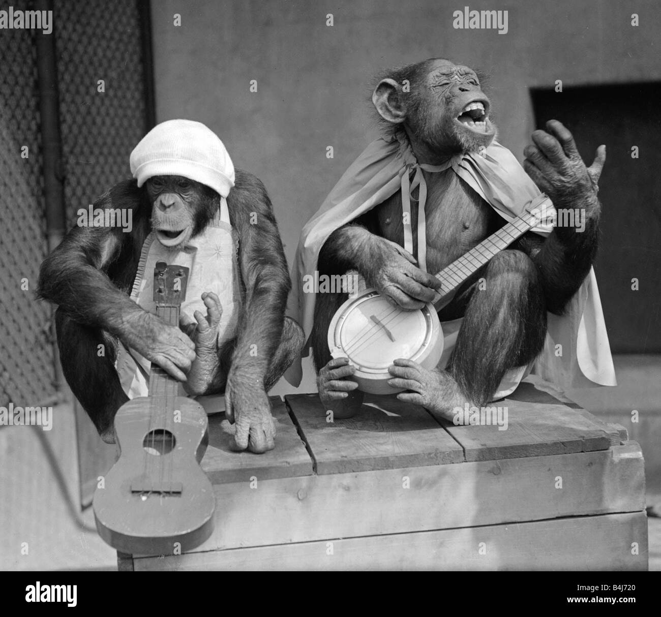 Monkeys at London Zoo Chimpanzees playing dressed in clothes and ...