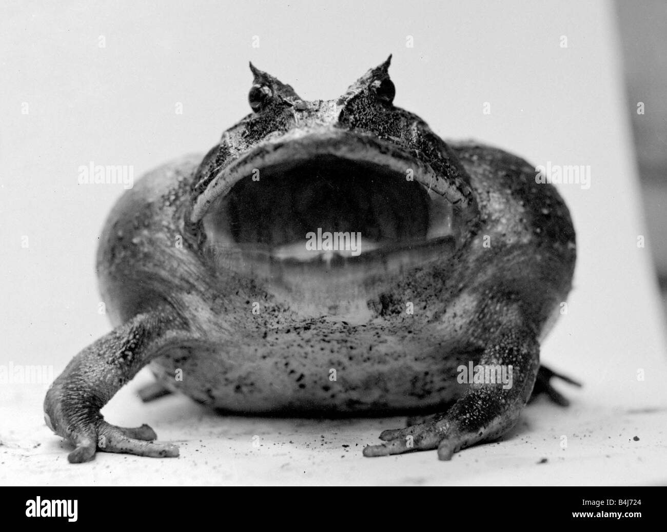 Amphibian Toad circa 1935 Stock Photo - Alamy