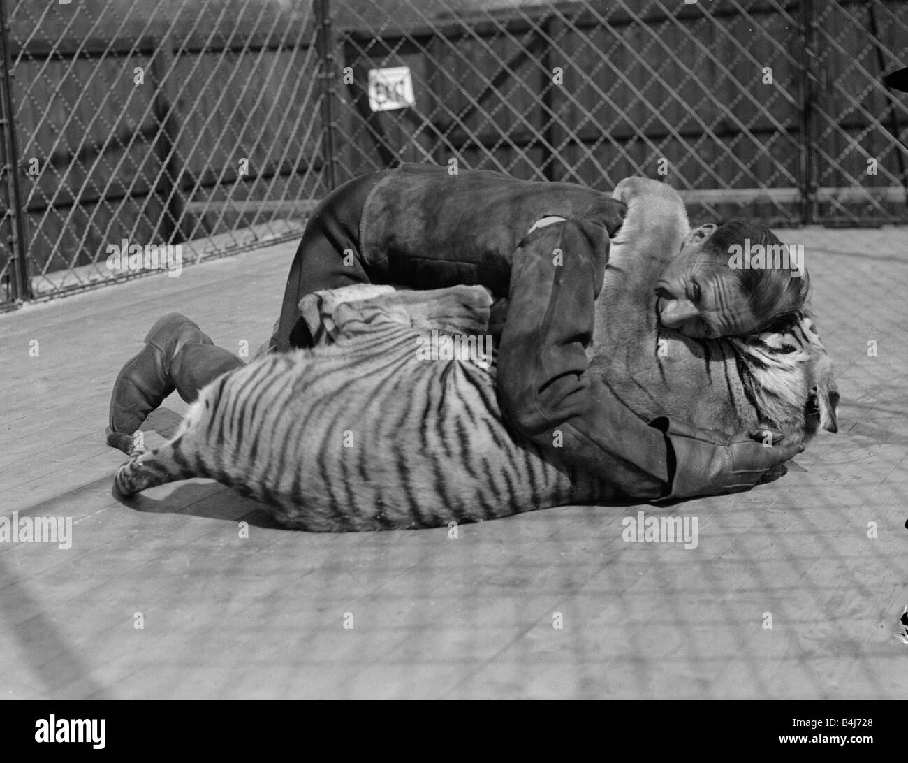 A Zoo keeper plays on the ground with a Tiger at London Zoo circa 1935 ...