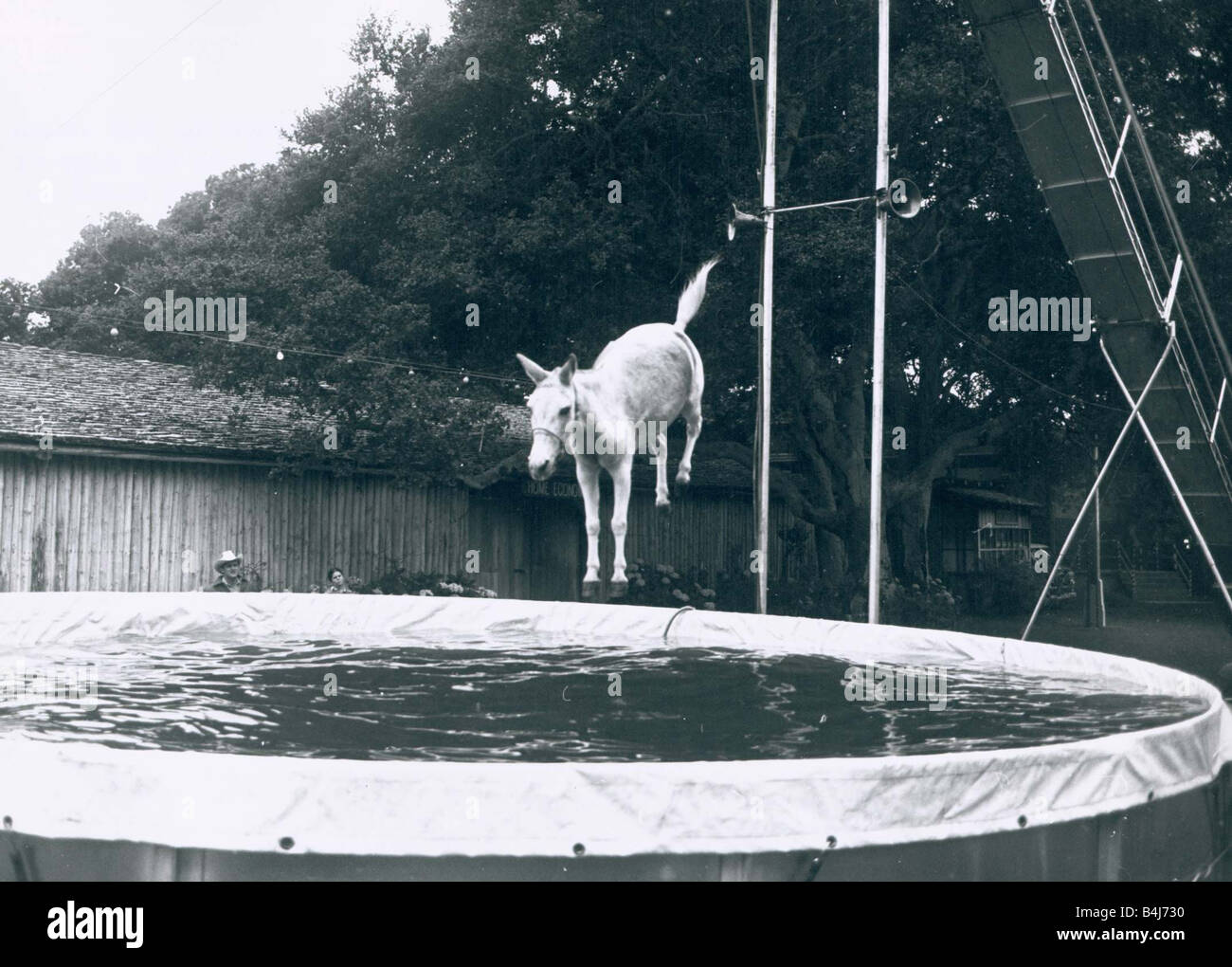 Animals Mules Sue the Mule jumps 15 metres into pool from high board ...