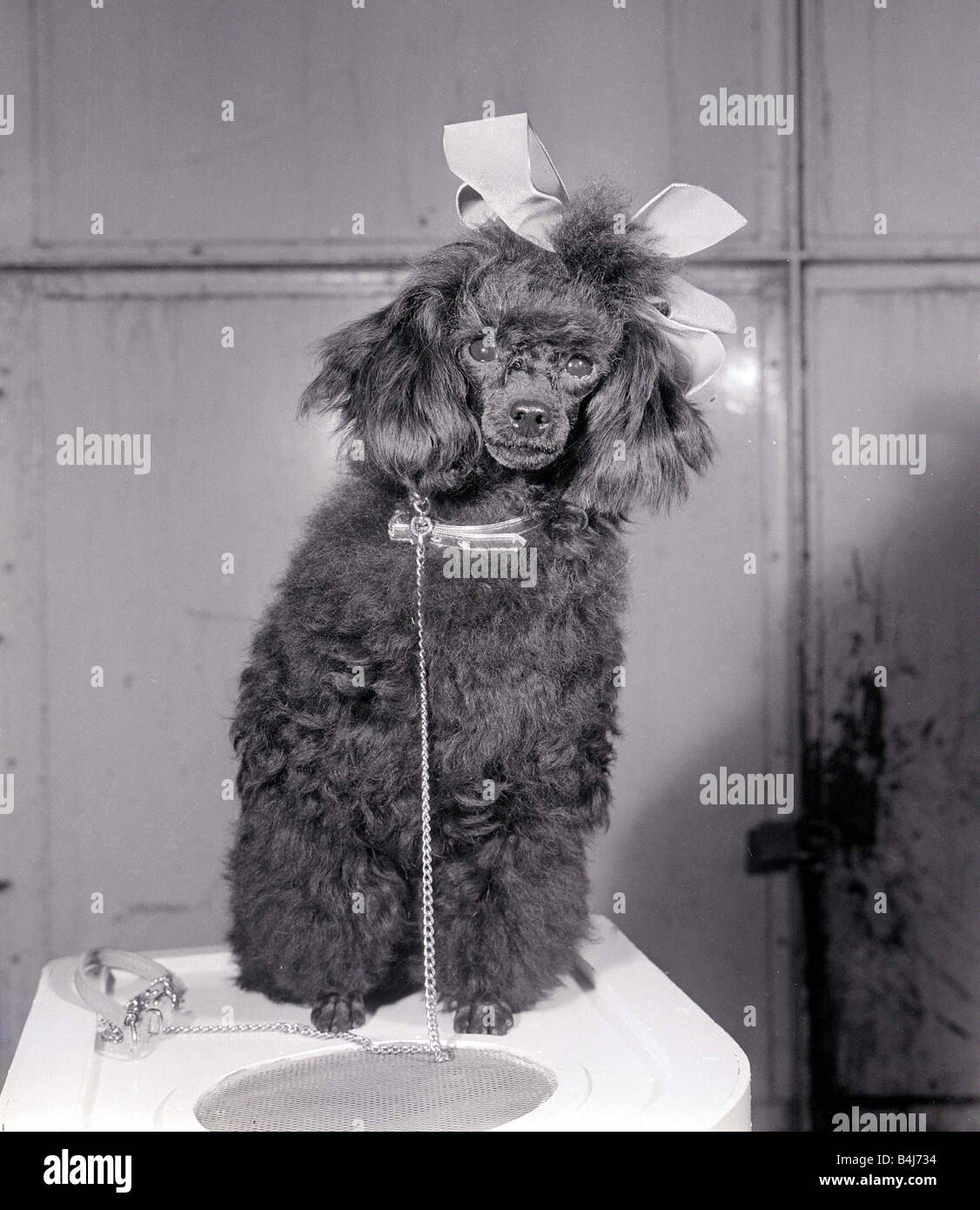 Dog ribbon hi-res stock photography and images - Alamy