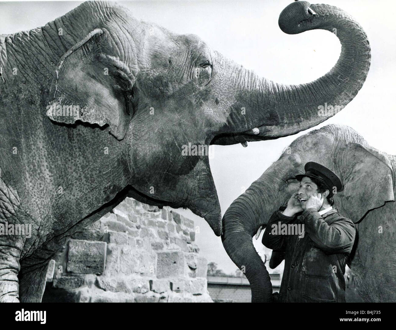 Elephant keeper Norman Sutton holds his ears as Baa Baa the Elephant ...
