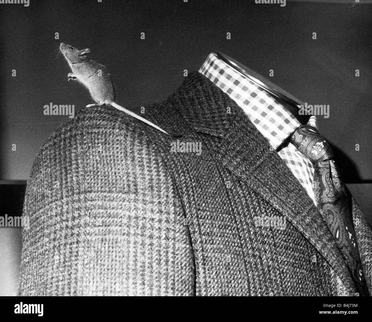 Maurice the mouse stands up on the shoulder of a mannequin dummy ...