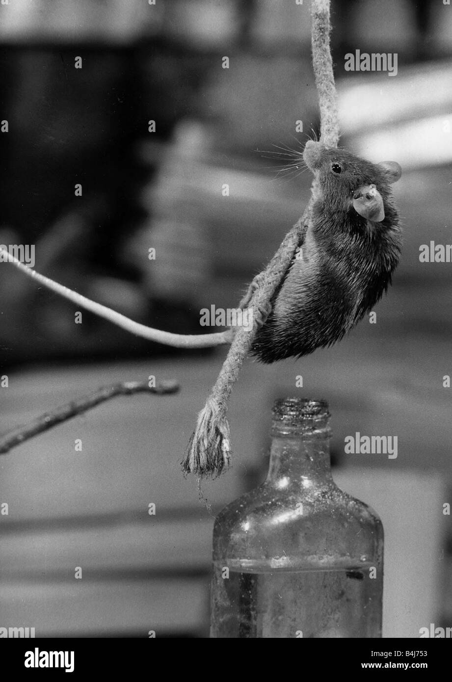 Animal Vermin Fieldmouse Mice A mouse climbs down rope to put its tail ...
