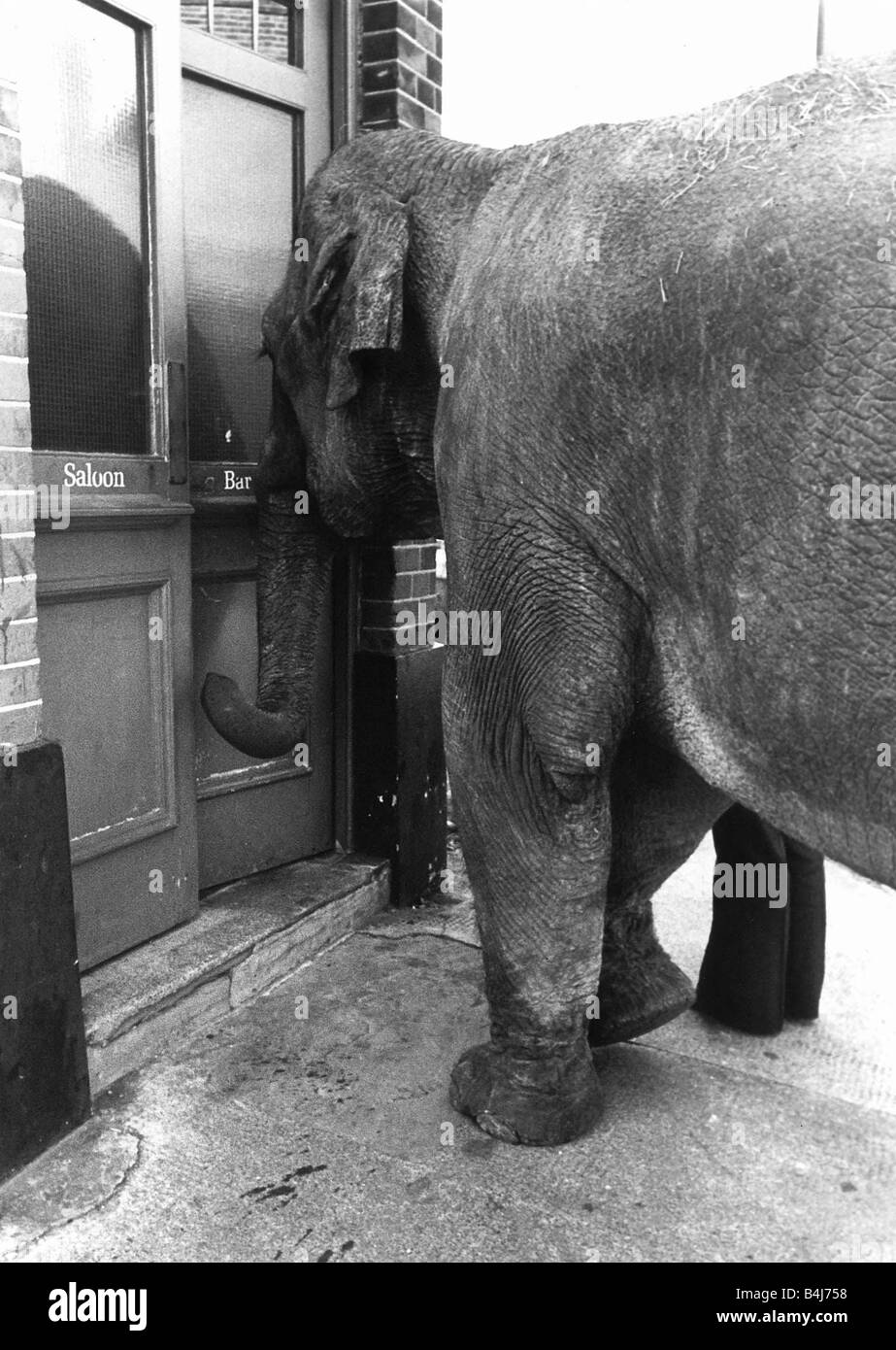 Animals Elephants Maureen the Elephant is a regular in the Falcon Pub ...