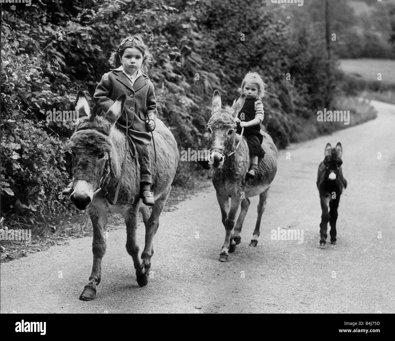 Children Animals Donkeys 3 year old Jose Hall look after her Donkey ...