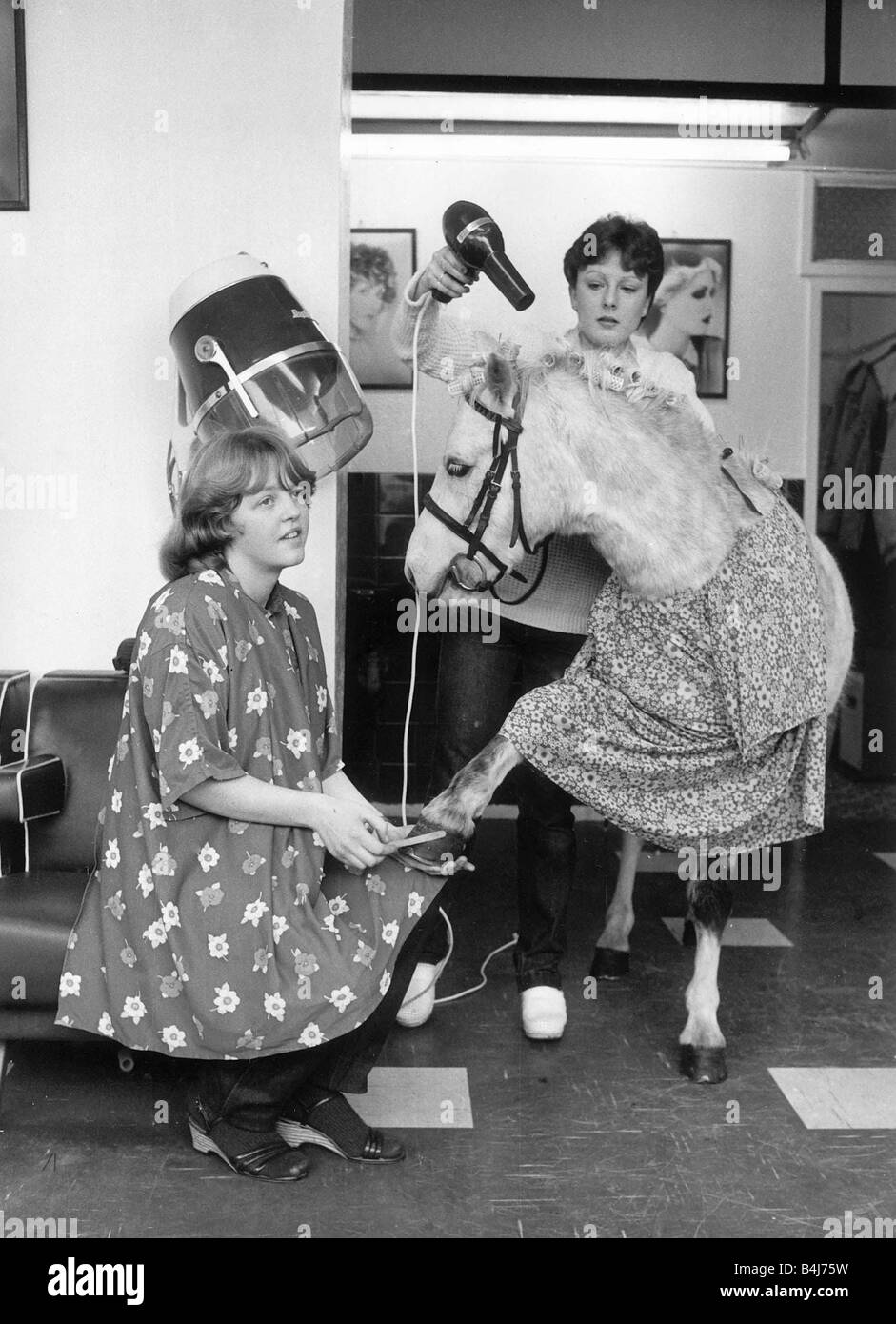 Susan Craven wanter her pony Christopher Robi to be the top attraction ...