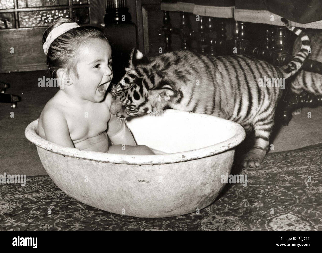 Bath time This tiger cub helps bathe his little friend Stock Photo - Alamy