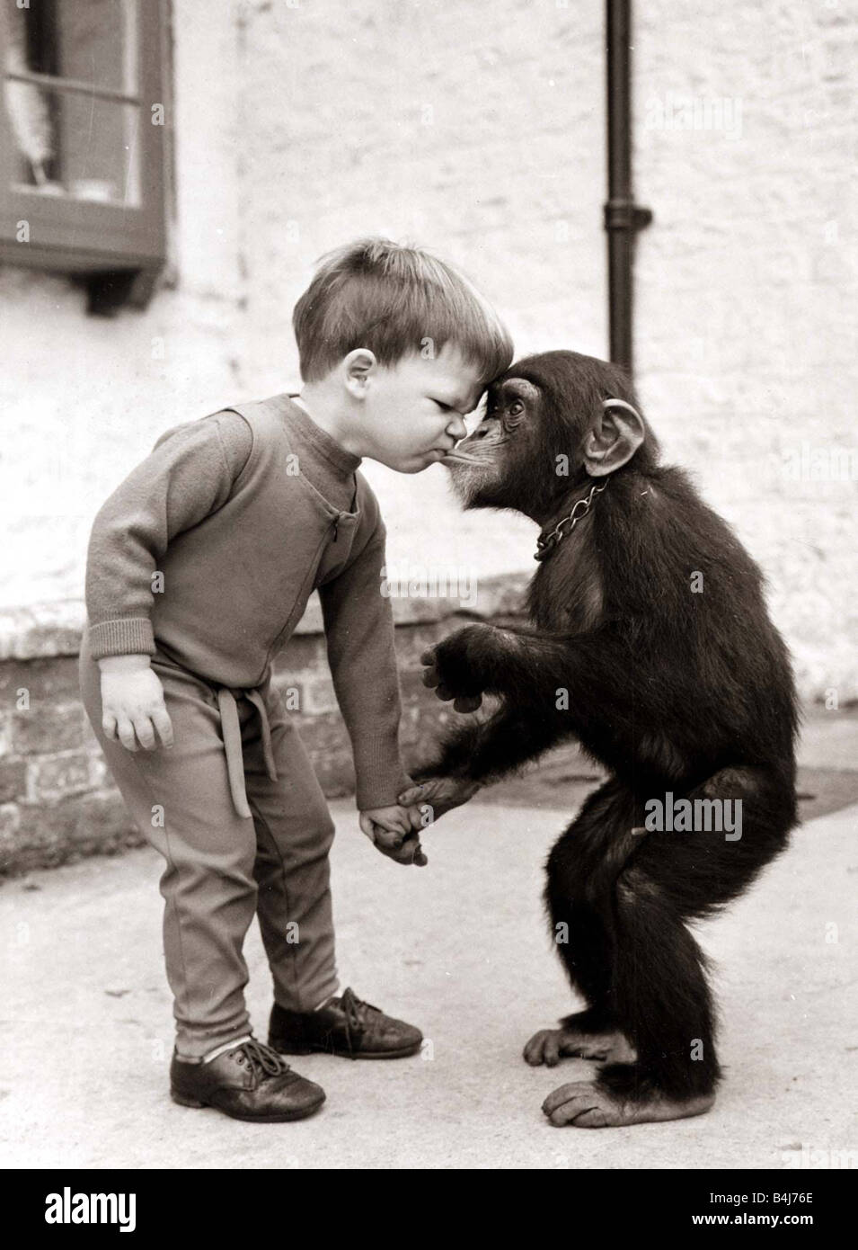 Charles the Chimp with boy David Cawley Chimpanzee and child kissing ...