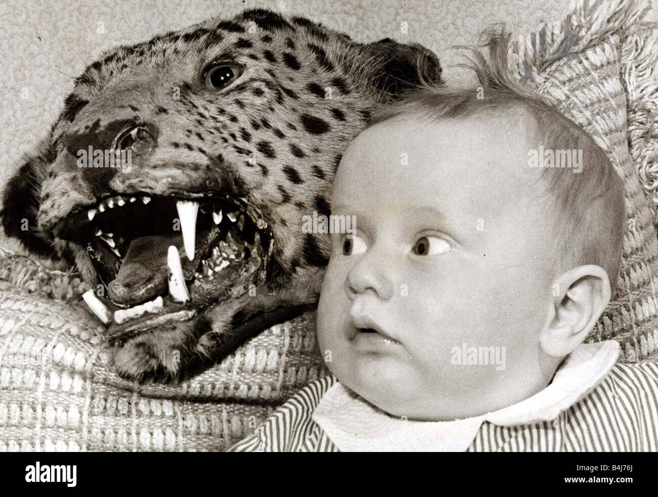 Leopard skin not wild not animal hi-res stock photography and images ...