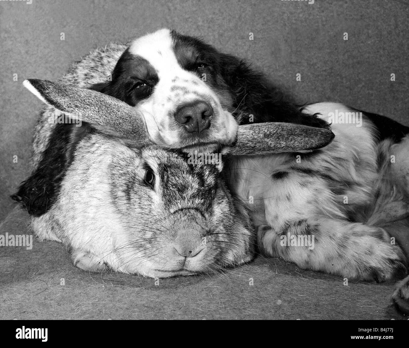 Cocker spaniel dog Rufus settling down for a snooze on friendly rabbit ...
