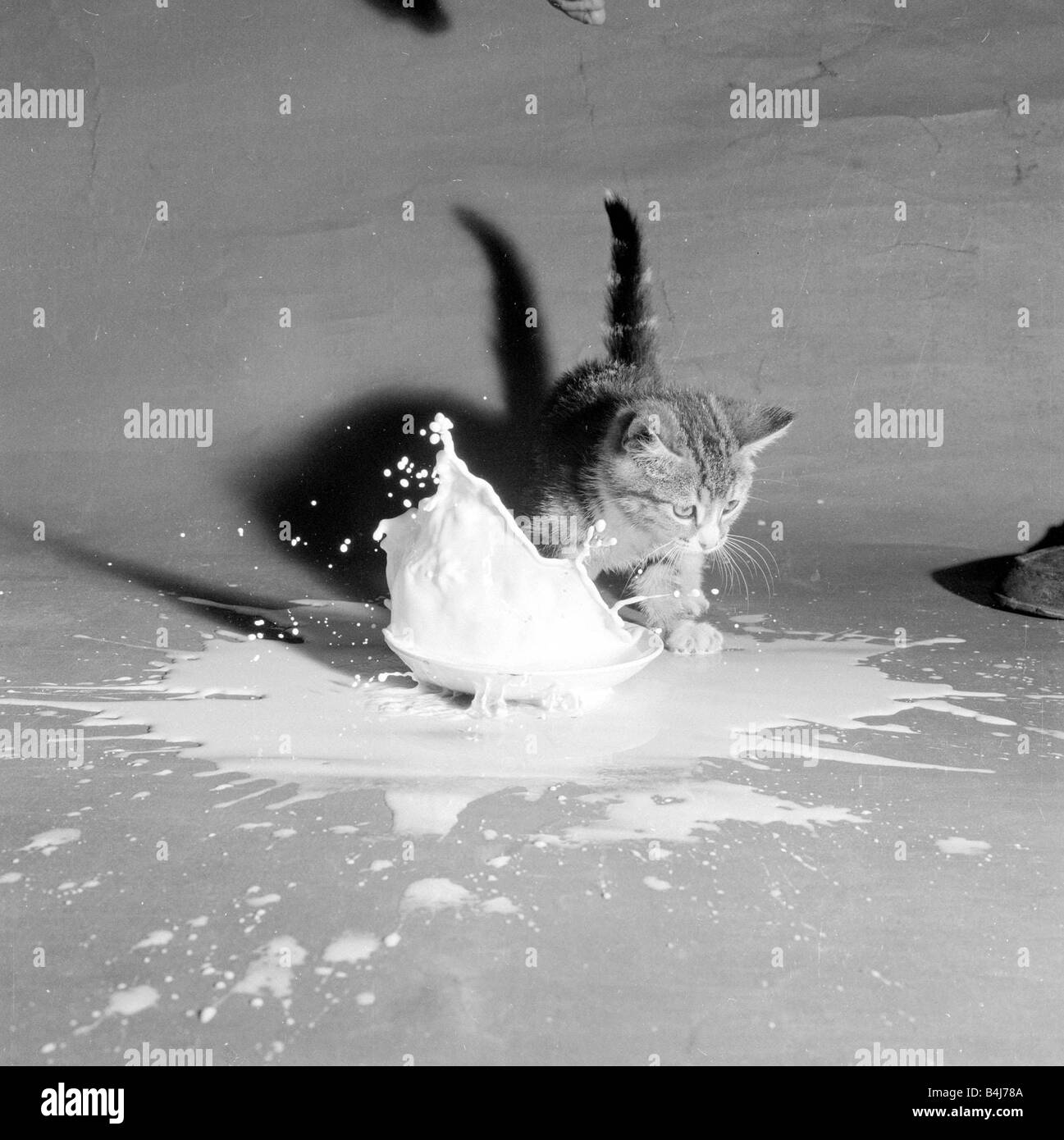 This kitten is falling into a saucer full of milk July 1958 Stock Photo ...