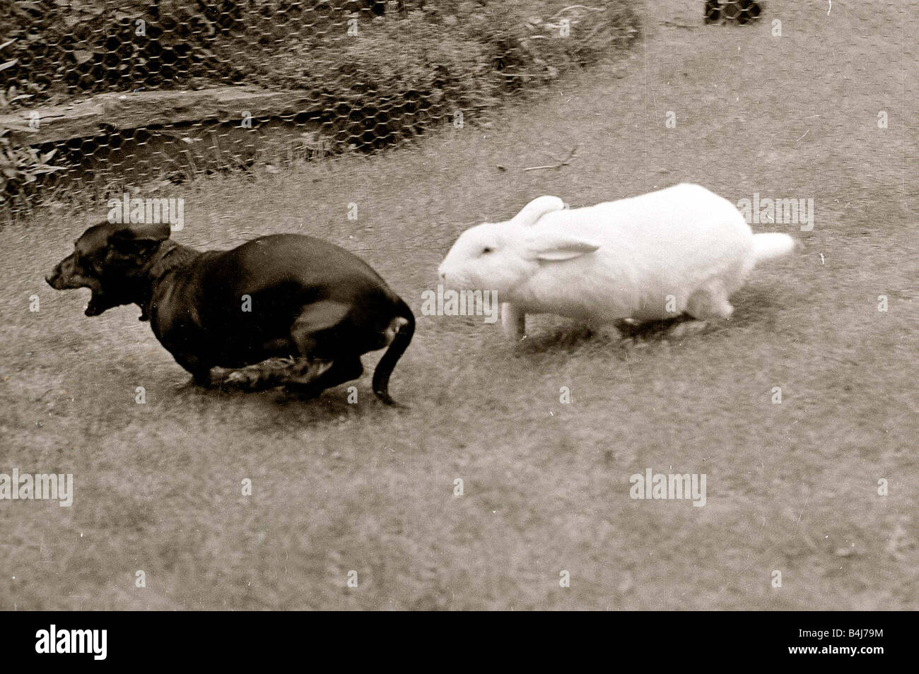 Dog Chasing Rabbit High Resolution Stock Photography and Images - Alamy
