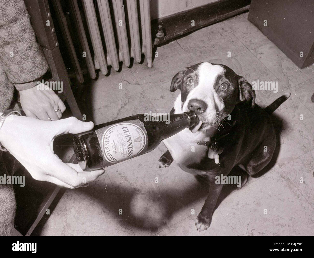 Can Dogs Get Alcohol Poisoning