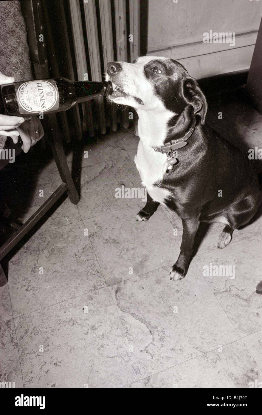Mandy the Mongrel Dog Drinking Guinness from a bottle Stock Photo - Alamy