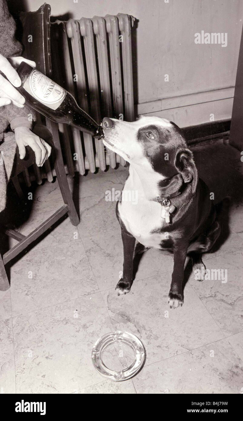 Mandy the Mongrel Dog Drinking Guinness from a bottle Stock Photo - Alamy