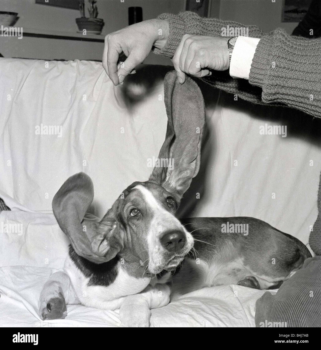 1960s Dog Show High Resolution Stock Photography and Images - Alamy