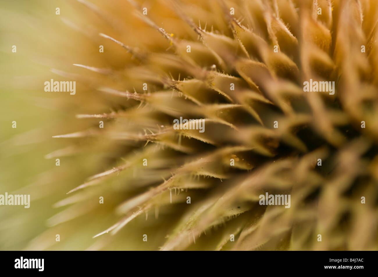 Teazel hi-res stock photography and images - Alamy