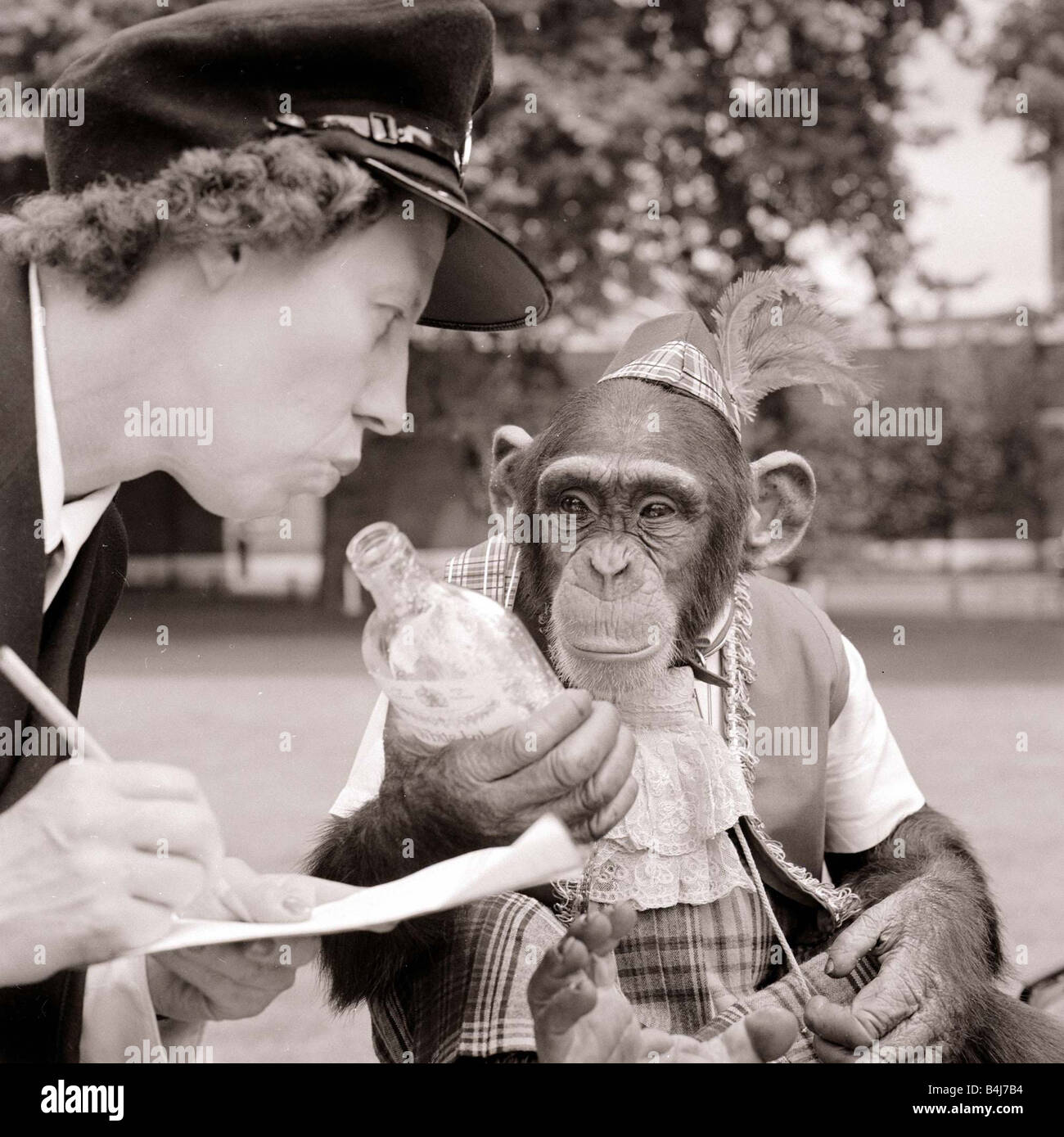 Unusual chimpanzee hi-res stock photography and images - Alamy