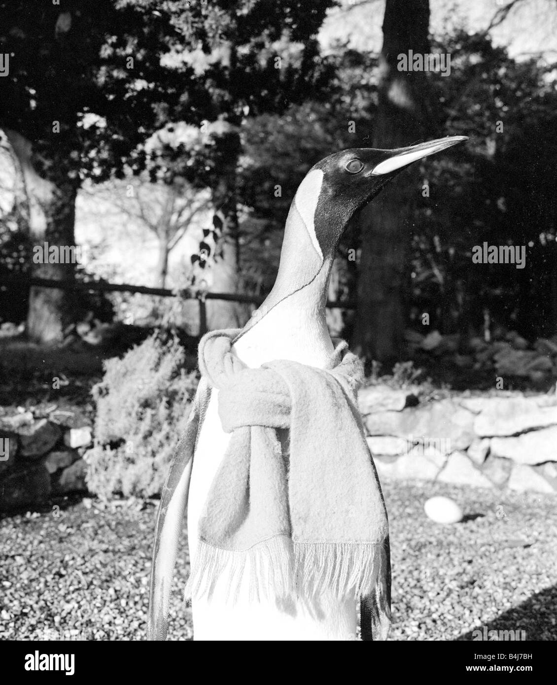 Percy the Penguin has developed a cold He has been well wrapped up with ...