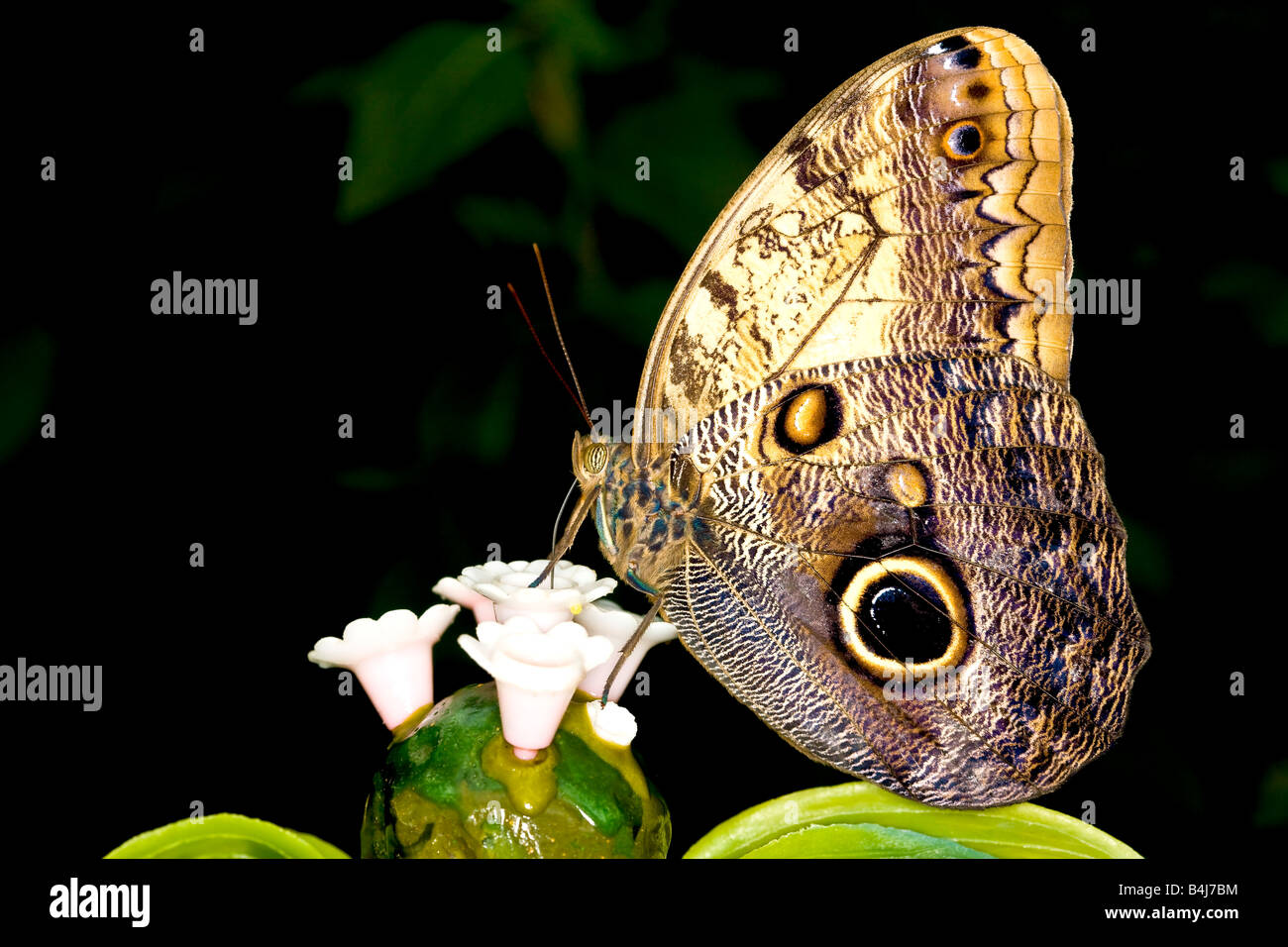 Precis butterfly hi-res stock photography and images - Alamy