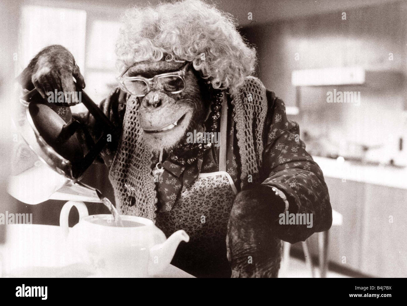 The TV chimps are famous all over the world for their brilliantly funny ...