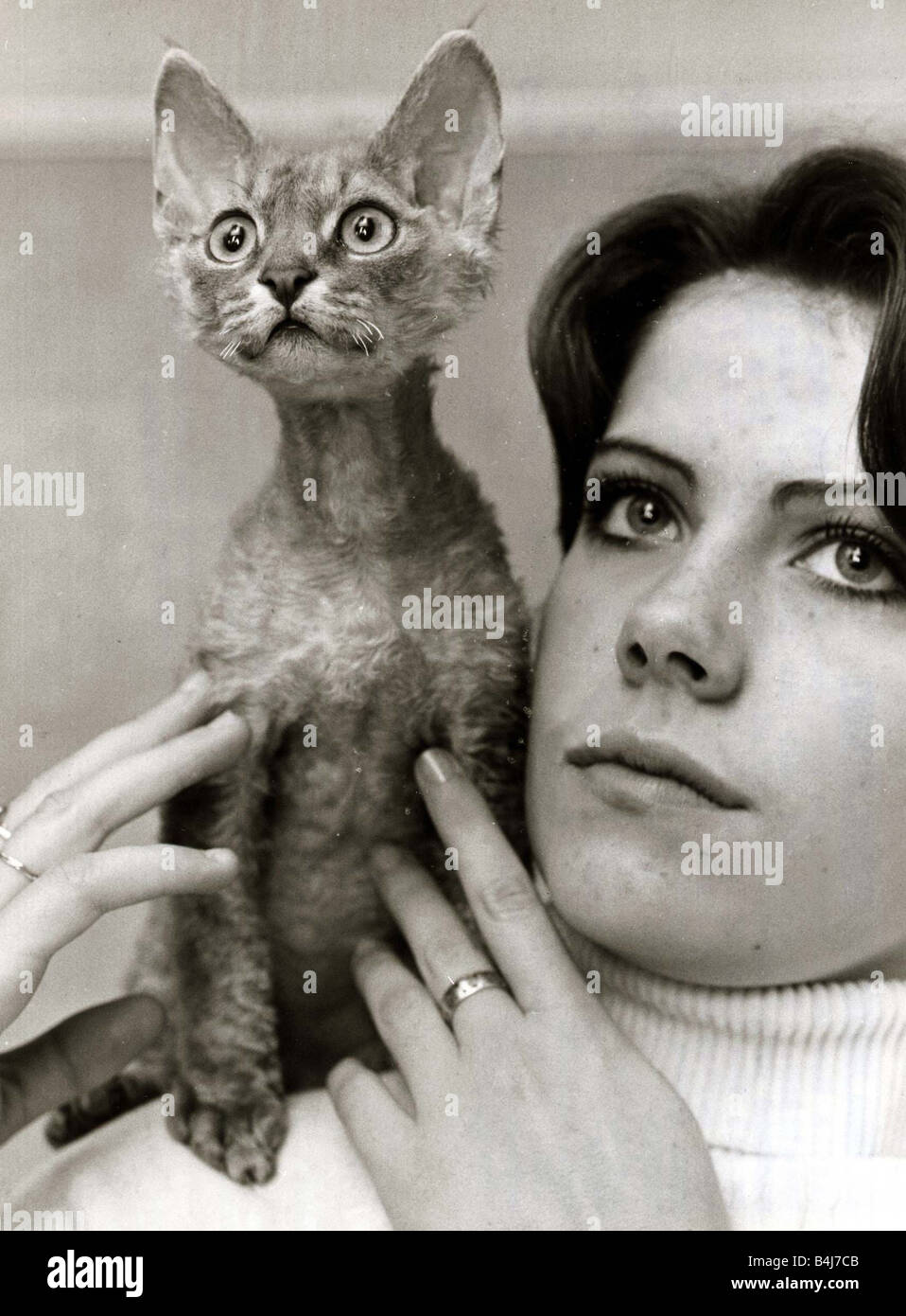 Blue Tortoiseshell Curly Coated Devon Rex November 1976 Tortoiseshell ...